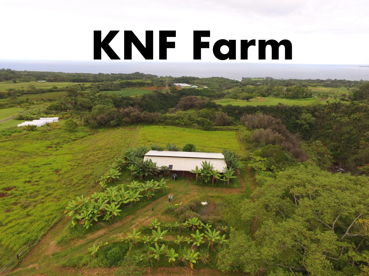 The KNF Farm – Korean Natural Farming in Hawaii